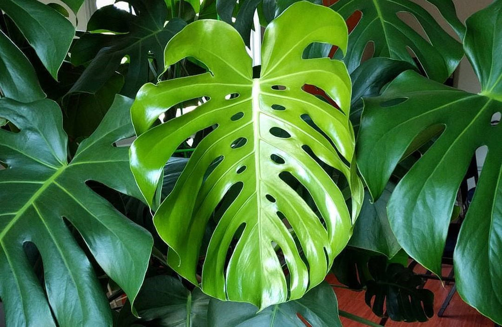 The Impact of Light Intensity on the Leaf Opening of Monstera Delicios