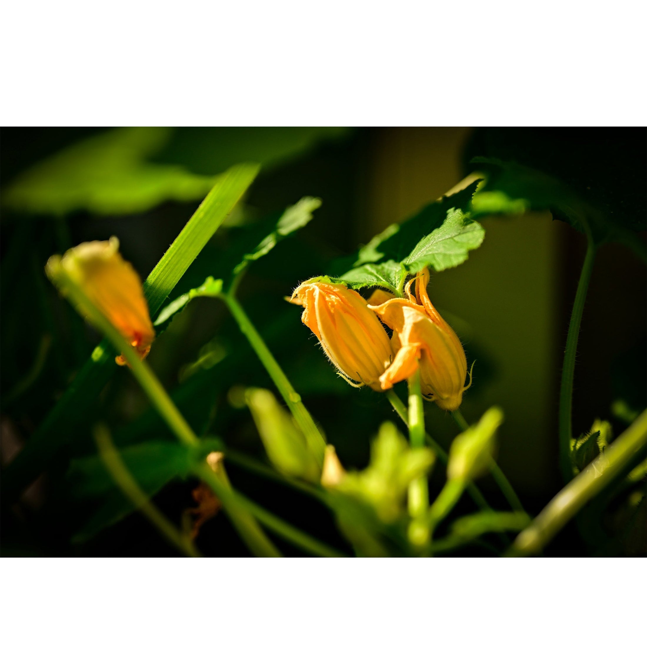 LED Grow Lights - Barrina